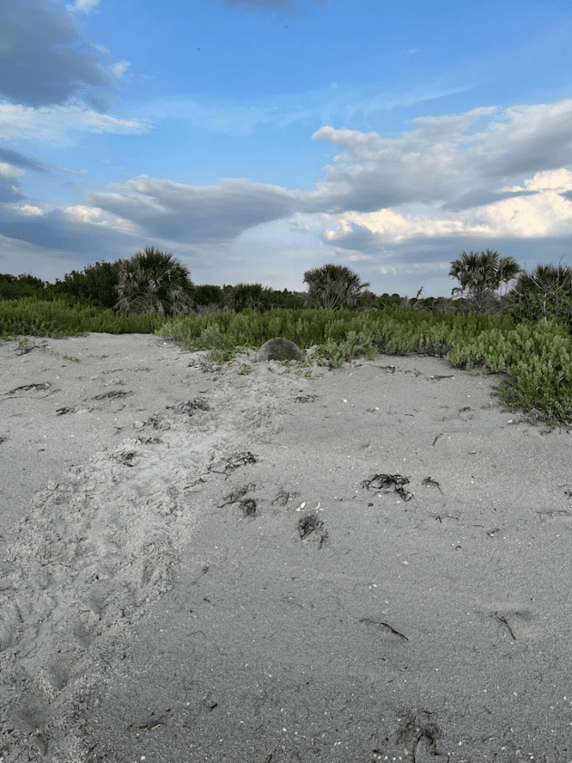FoCC provides update on turtle nests and state park - SANIBEL-CAPTIVA ...